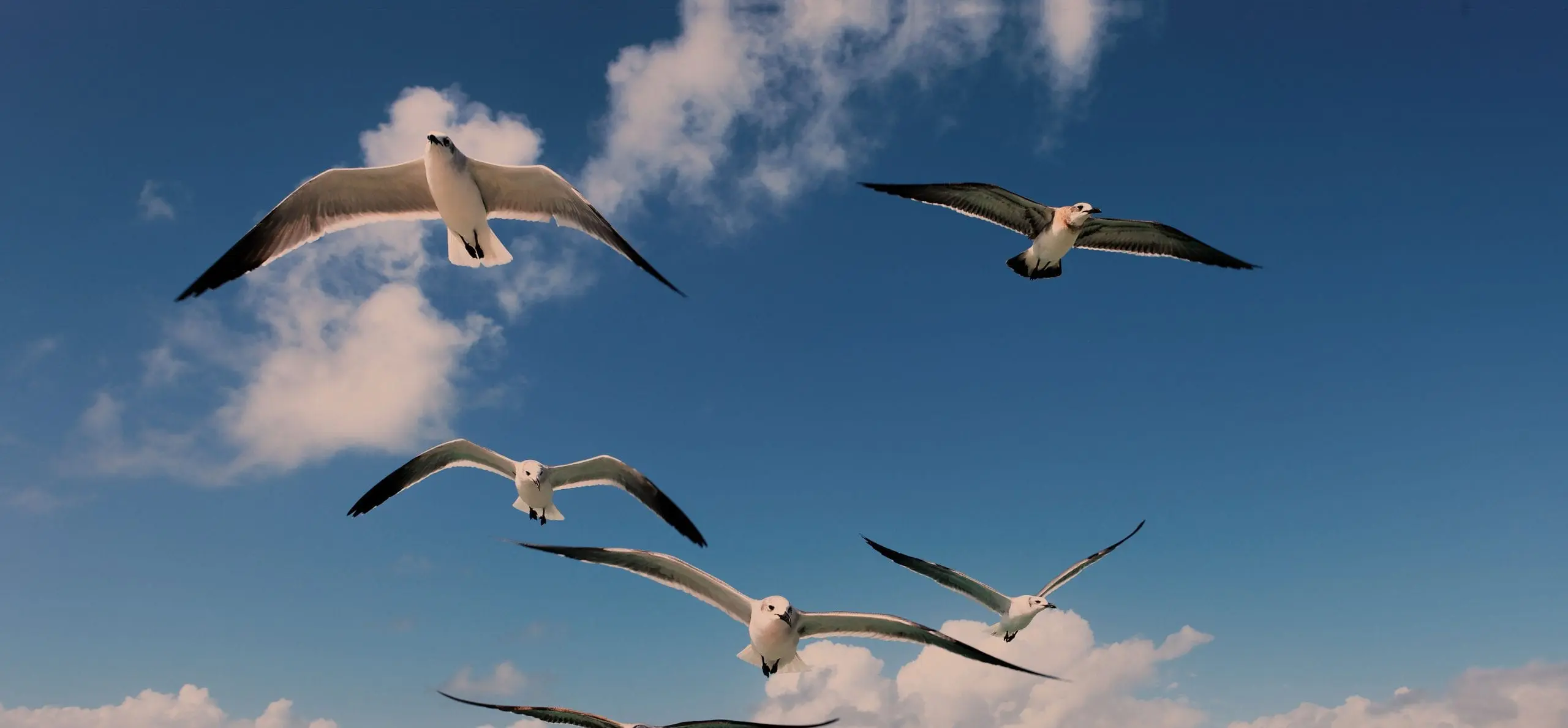 Email Archive Migration | Essential